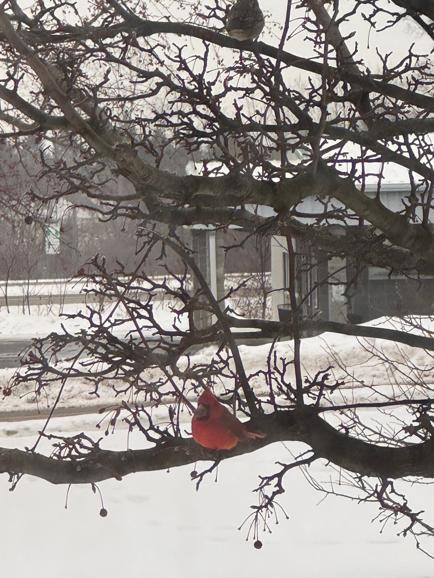 It’s a First! Gotcha, Mr Cardinal! – Calling-all-RushBabes